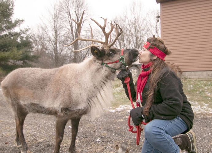 Every day Christmas at Michigan reindeer farm | News, Sports, Jobs ...